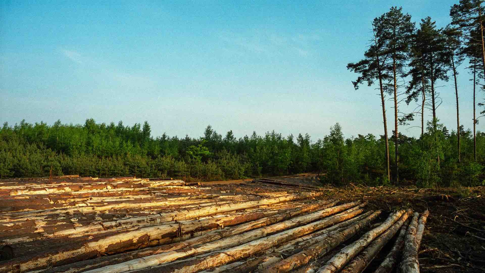 Global deforestation surged in 2023, falling behind climate targets ...